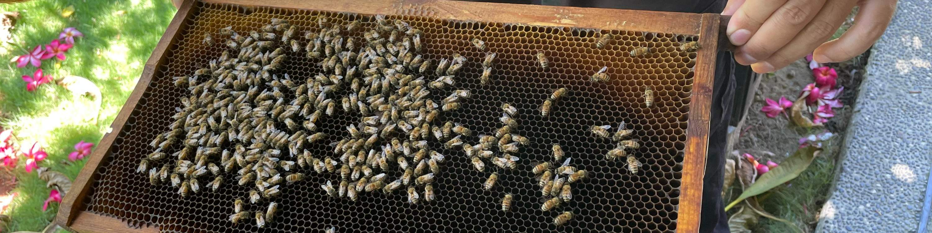 Hsinchu Zhubei｜Love Bee Garden｜Bee Ecological Tour Experience - Klook