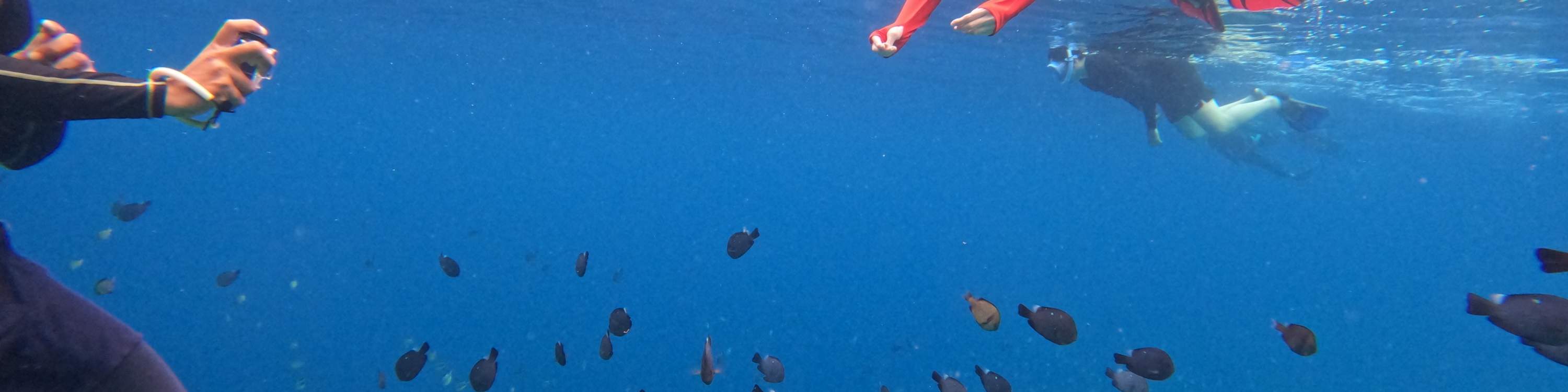Experience Dolphin Watching, Island Hopping, and Snorkeling with Fish ...