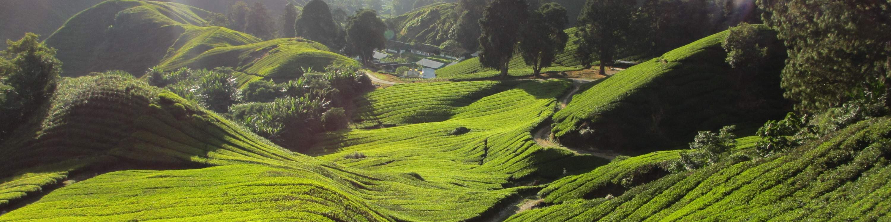 Cameron Highlands Full Day Tour - Klook India