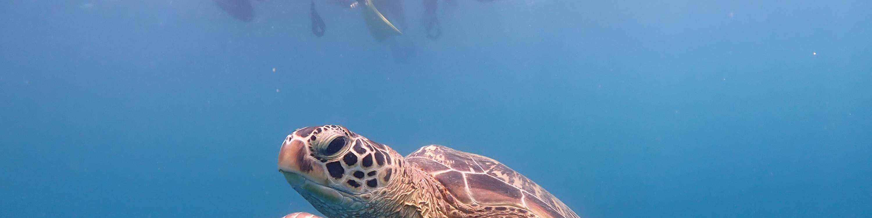Online reservation for Sea Turtle Snorkeling & Premium Snorkeling ...