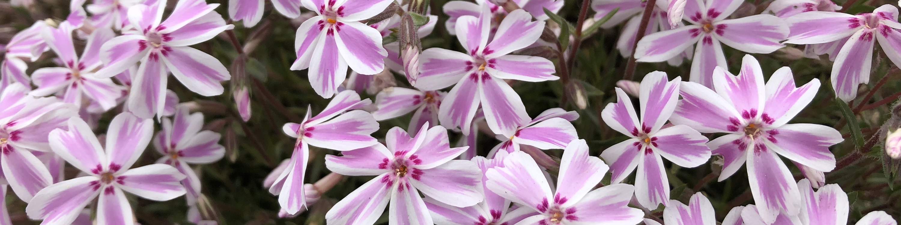 Chichibu Shibazakura Festival & Nagatoro Cherry Blossoms Festival ...