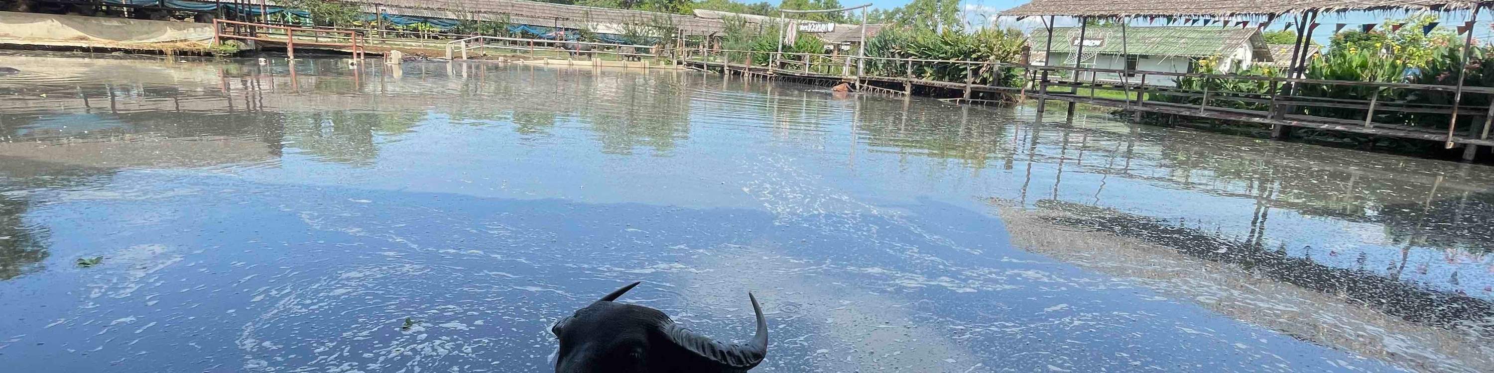 Day tour Buffalo village, Celestial town, fortune cat temple &market ...