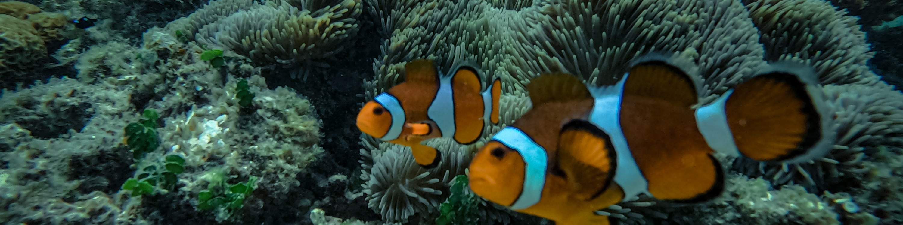 Mengalum Island and Snorkeling Day Tour, Sabah, Malaysia - Klook Malaysia