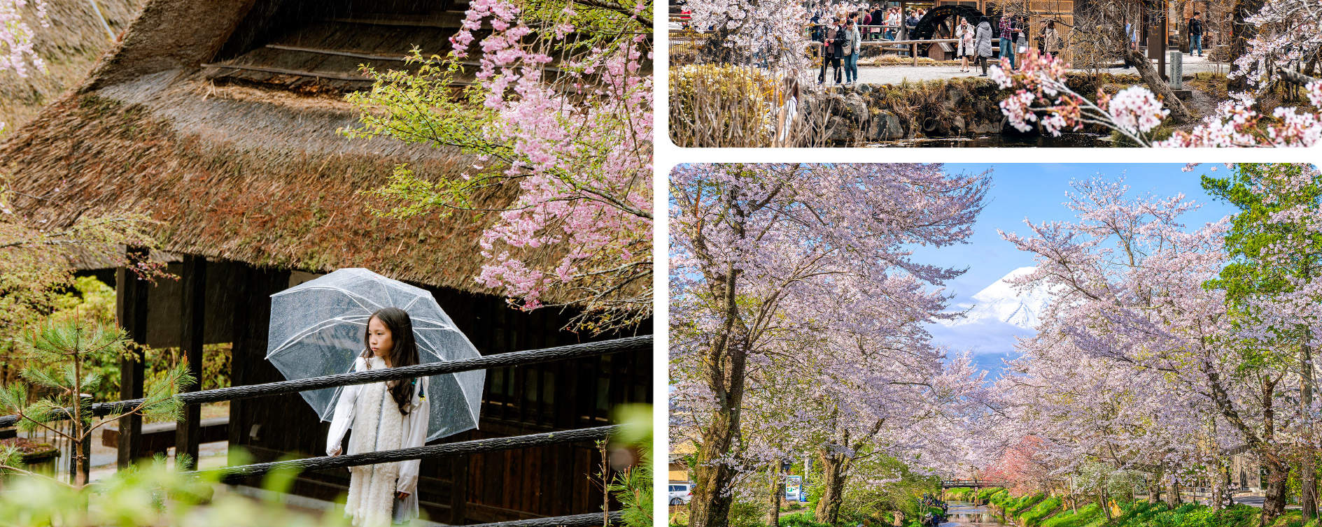 [Mt. Fuji & Hakone] Fujisan Yumeno Ohashi, Owakudani, Oshino Hakkai ...