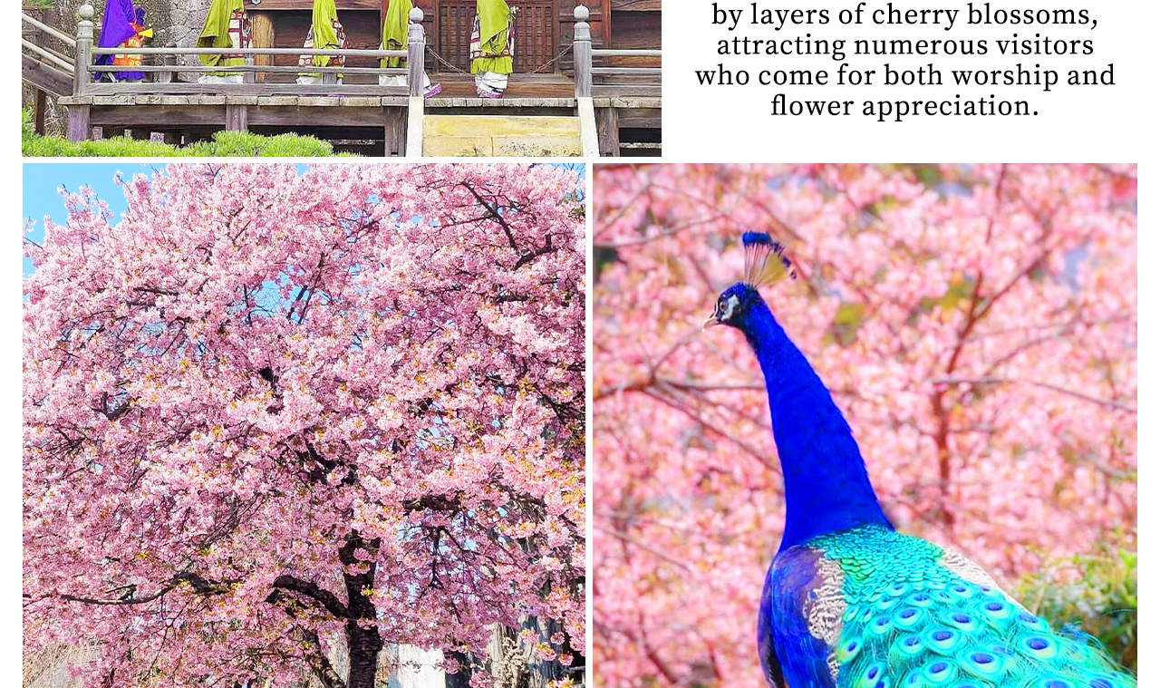 Limited Cherry Blossom Season | Yubiki Kannnon Temple's Thousand Cherry ...