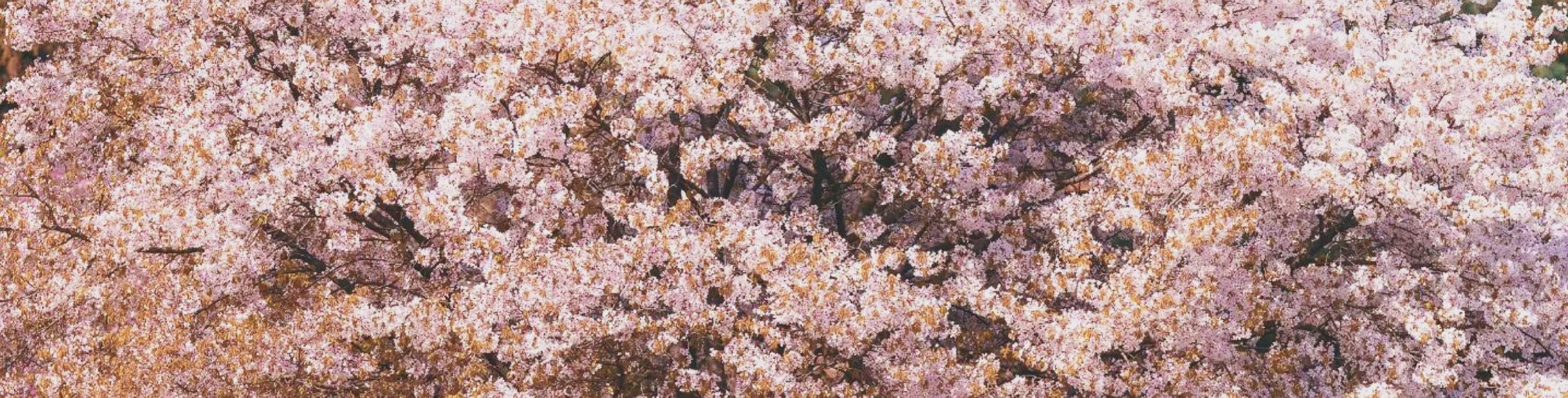 Cherry Blossom Suwon Hwaseong Fortress Tour from Seoul - Klook Singapore