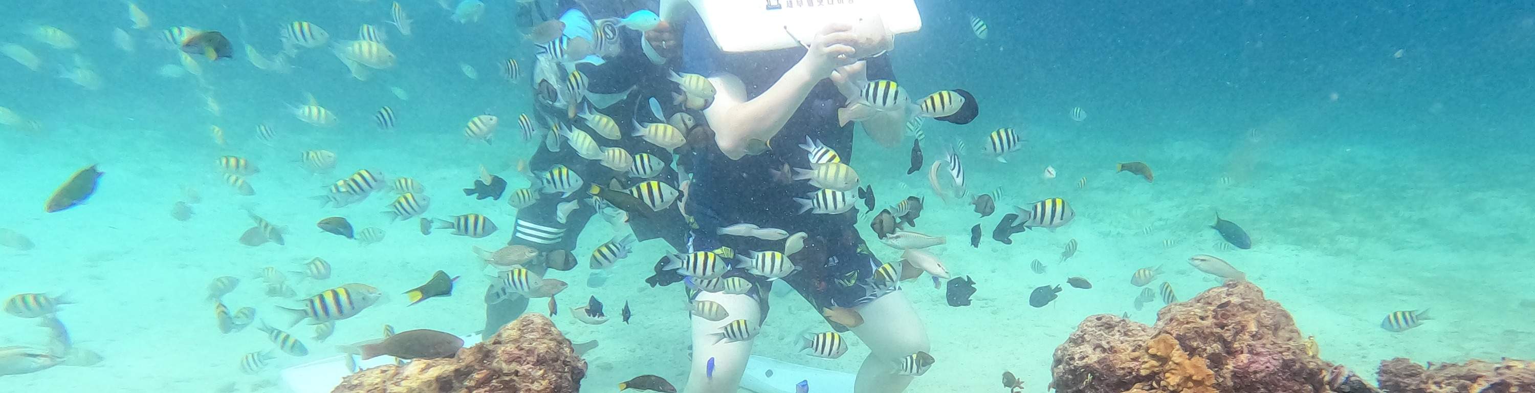 Explore Underwater Wonders: Cebu Helmet Dive Experience with Sea ...