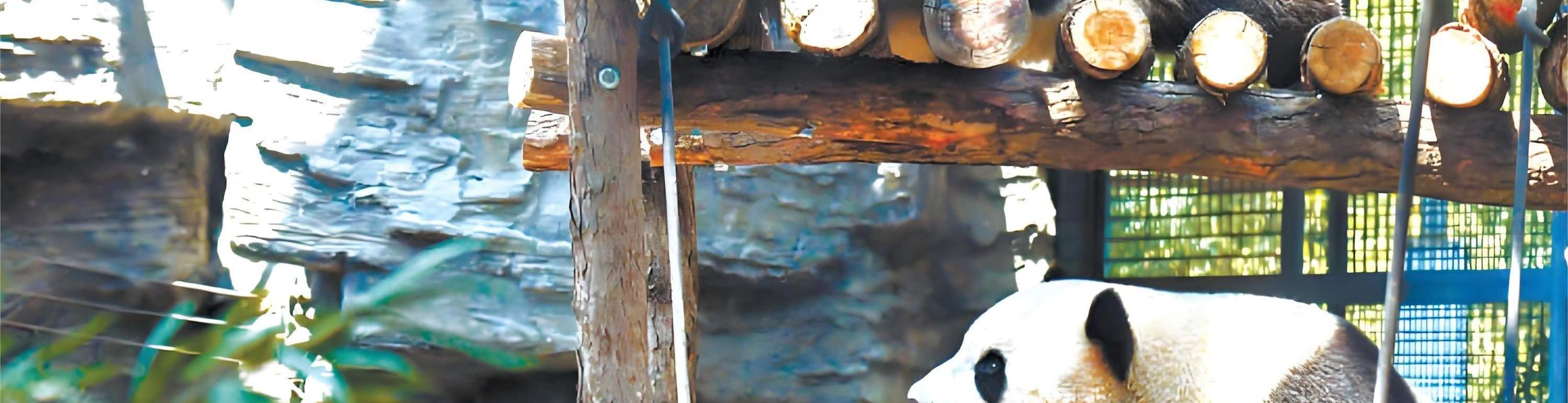 Private Guided Day Tour of Beijing Zoo + Panda House + Badaling Great ...