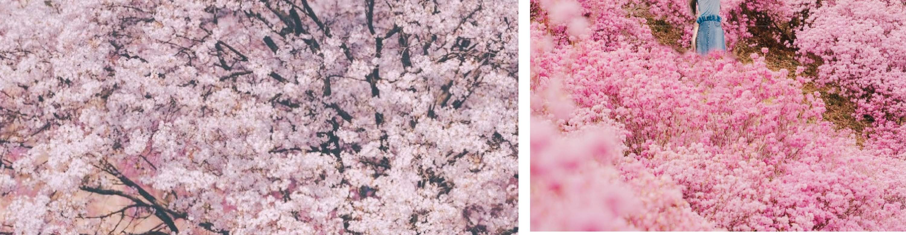 Cherry Blossom Suwon Hwaseong Fortress Tour from Seoul - Klook