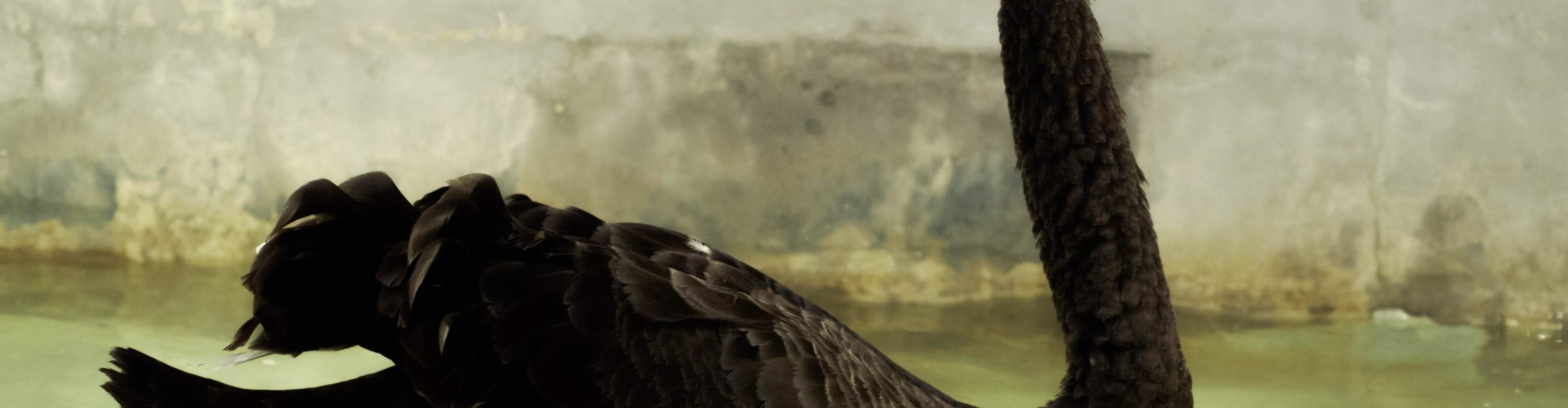 Just Farm @ Just Pets Megastore Ticket - Klook