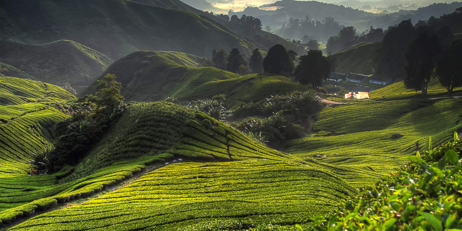 Cameron Highlands Tour mit Teeplantagenbesichtigung (Privat) - Klook ...