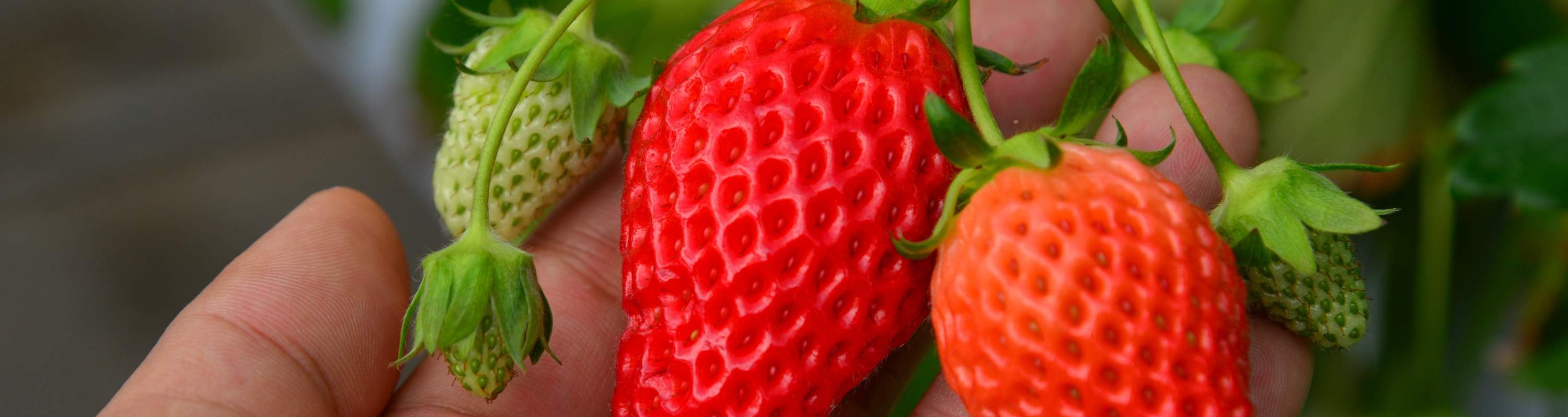 Eobi Ice with Snow Sledding & Strawberry Picking Day Tour from Seoul ...