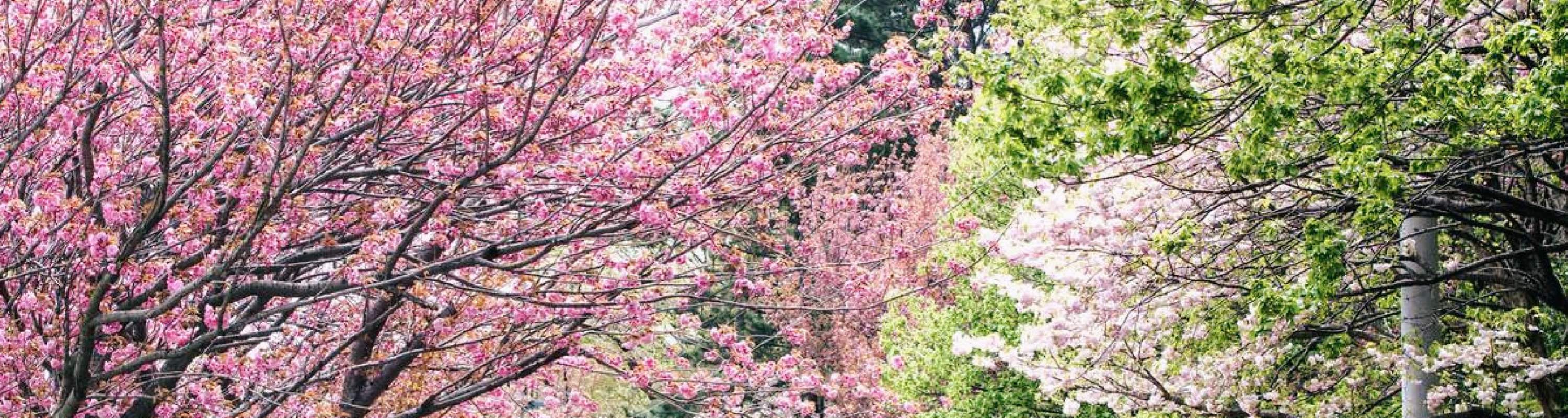 King Cherry Blossom Tour from Busan - Klook United States