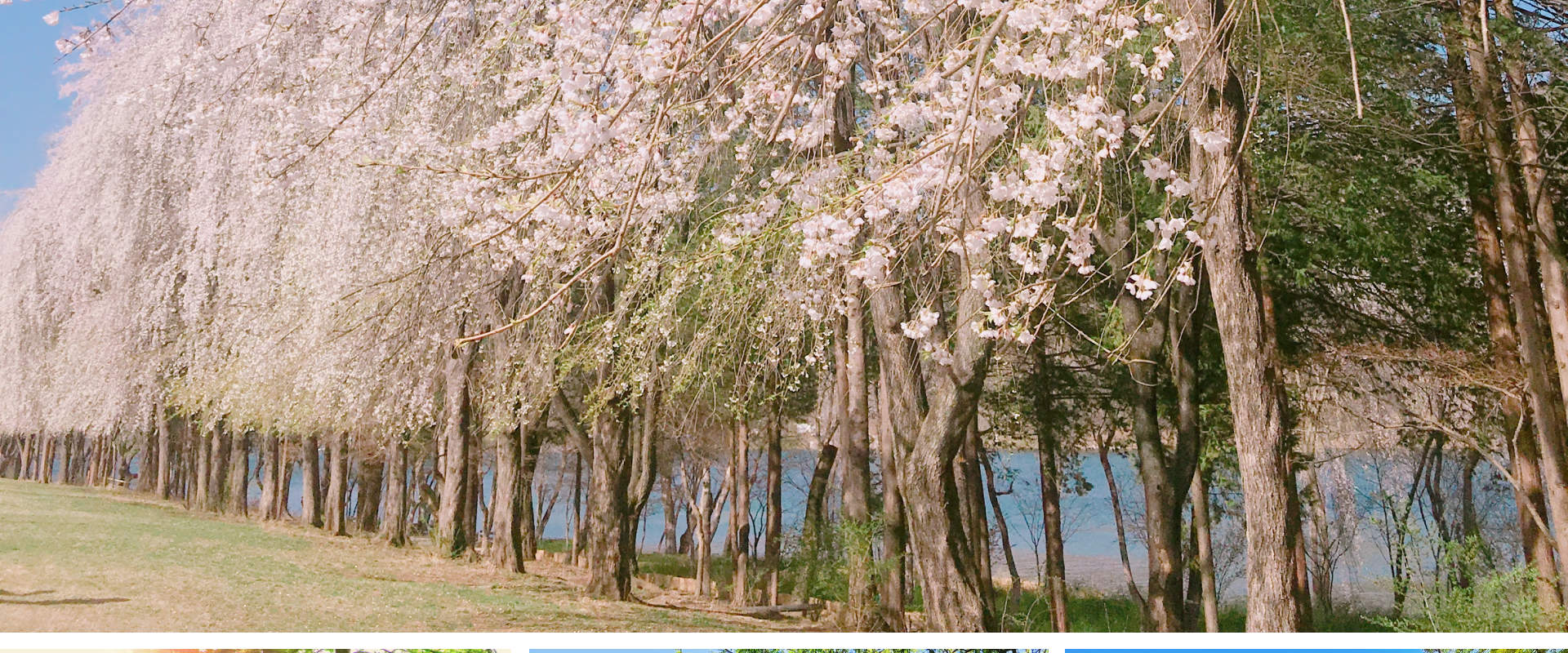 Nami Island Customizable Private Day Tour from Seoul - Klook Singapore