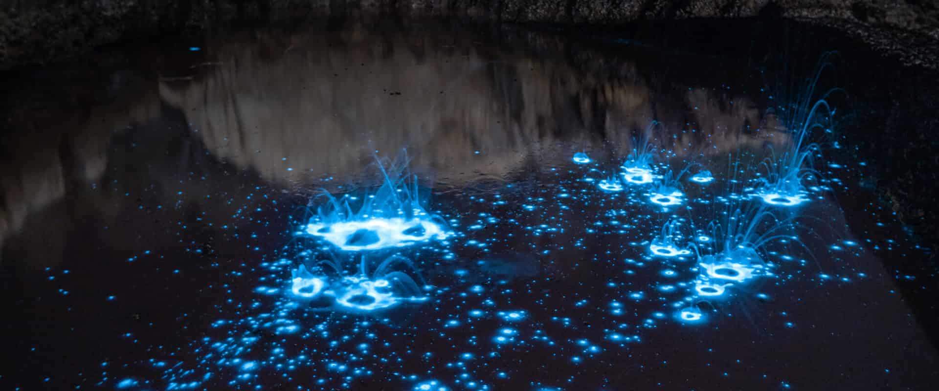 Auckland Bioluminescence Kayak Tour - Klook