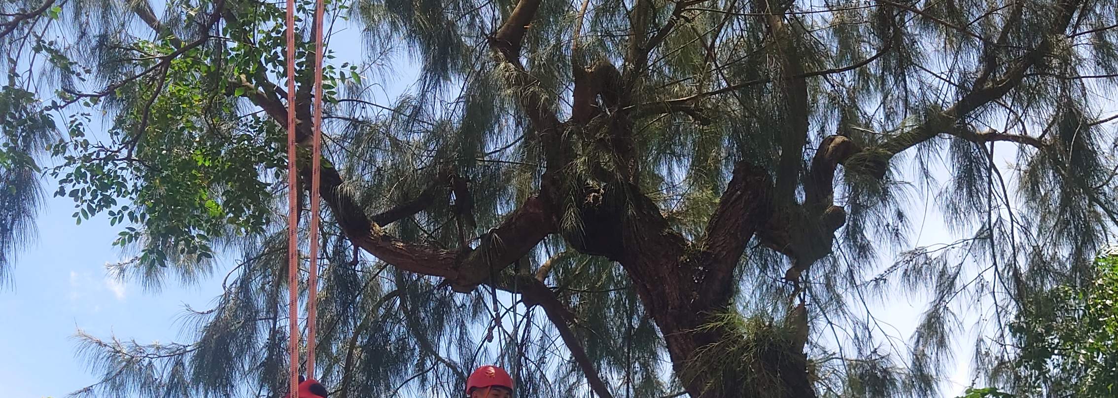 Yilan: Tree Climbing Base | Tree Climbing Experience - Klook