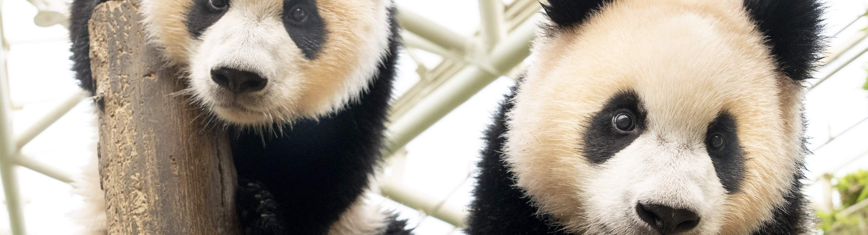 Everland Theme Park Ticket - Klook Australia