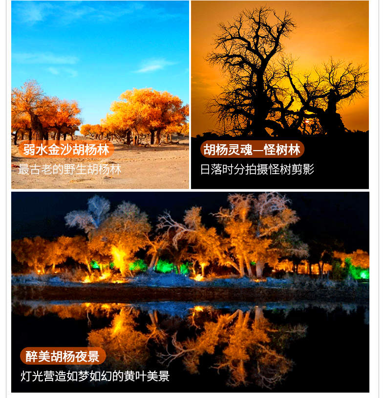 7 hari Populus euphratica yang merdu di Ejina, Mongolia Dalam (Hutan ...