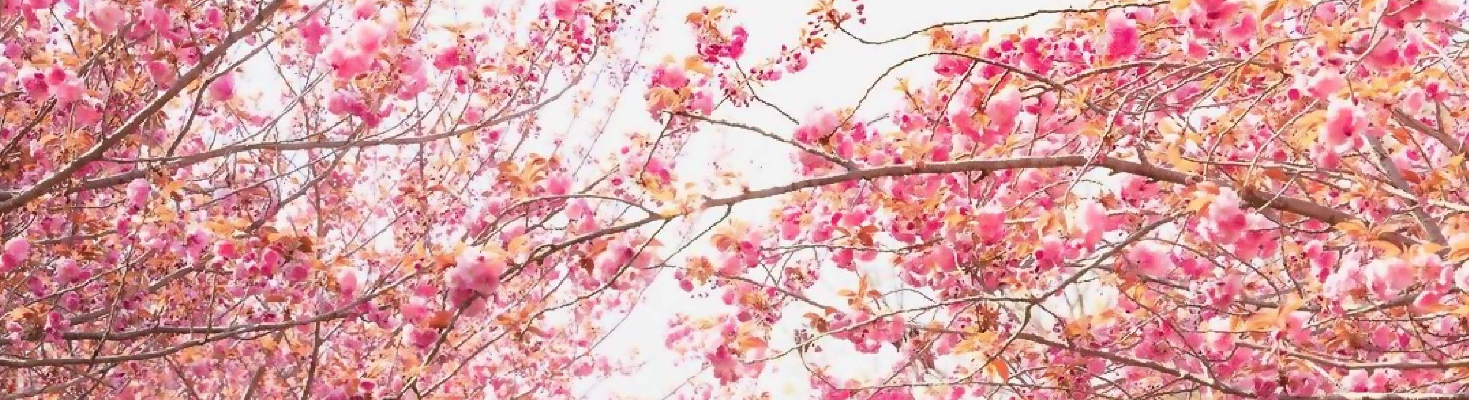 Cherry Blossom Suwon Hwaseong Fortress Tour from Seoul - Klook India