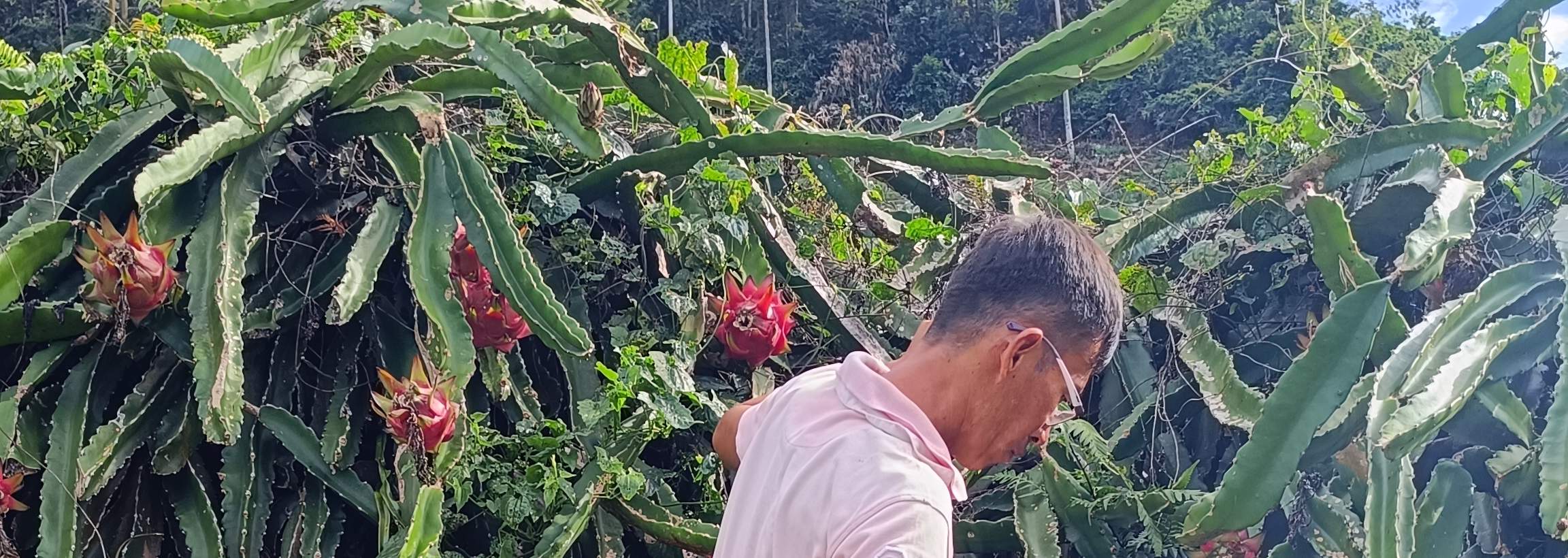 Jim's Vegetable Farm Ticket in Cameron Highlands - Klook United Kingdom