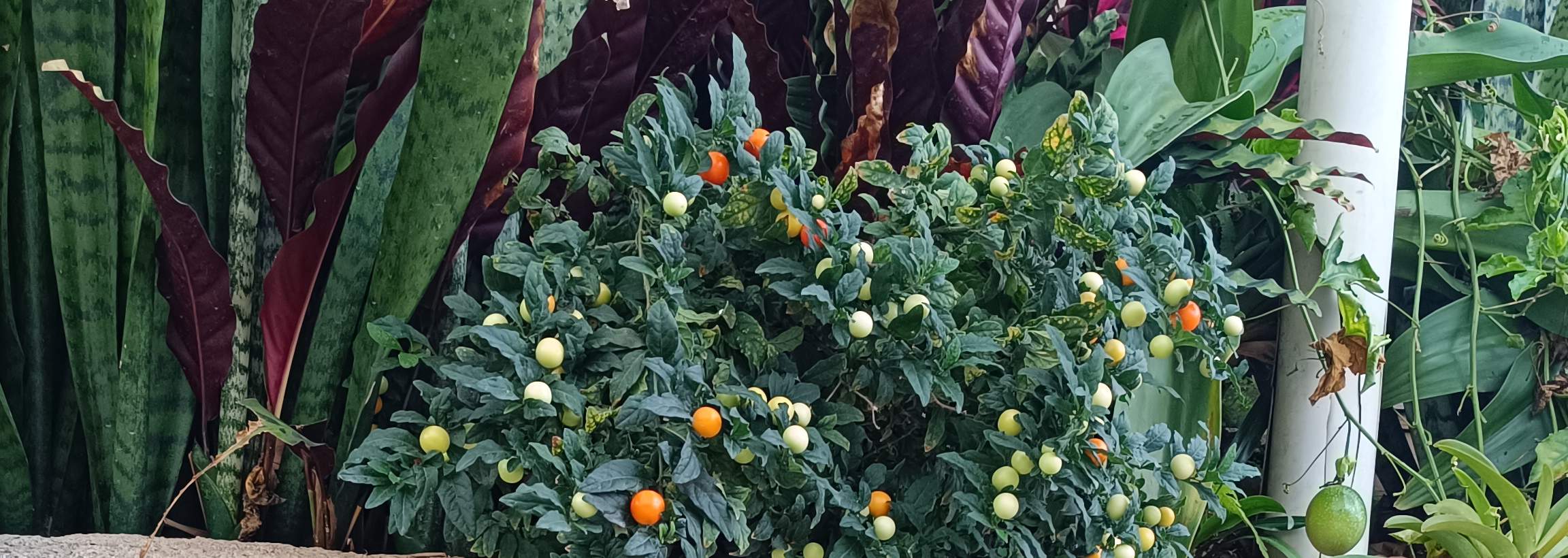 Jim's Vegetable Farm Ticket in Cameron Highlands - Klook United States