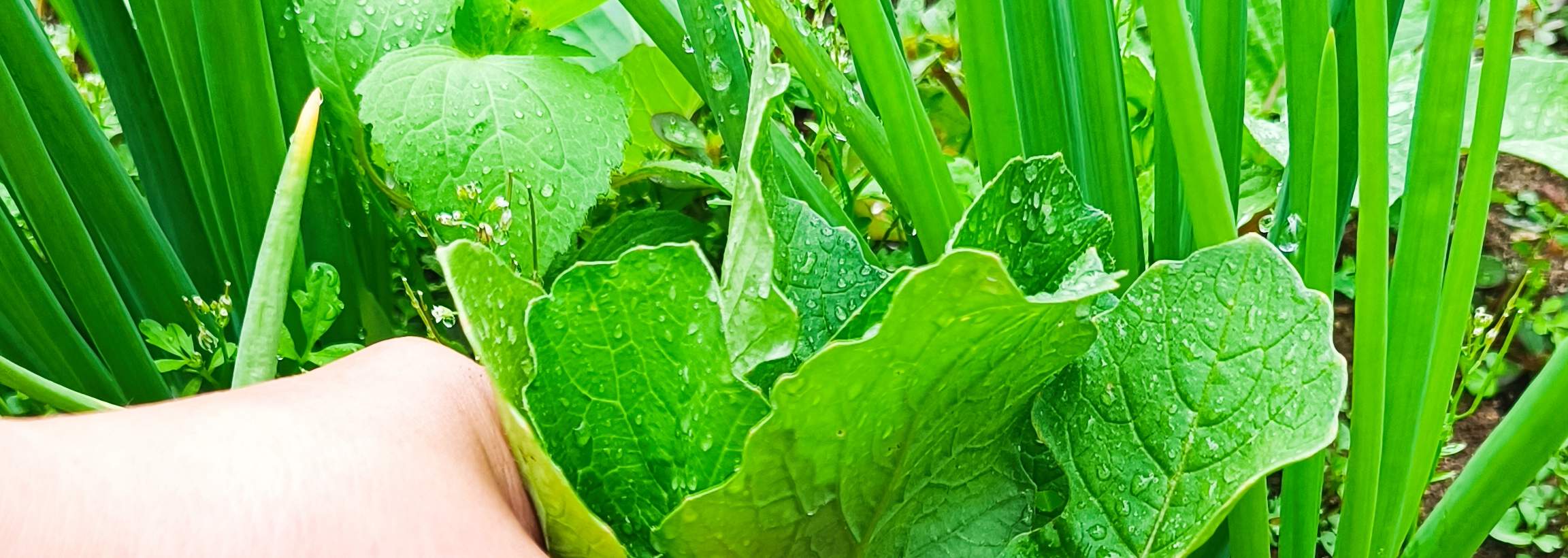 Tiket Ladang Sayur Jim di Cameron Highlands - Klook Amerika Syarikat