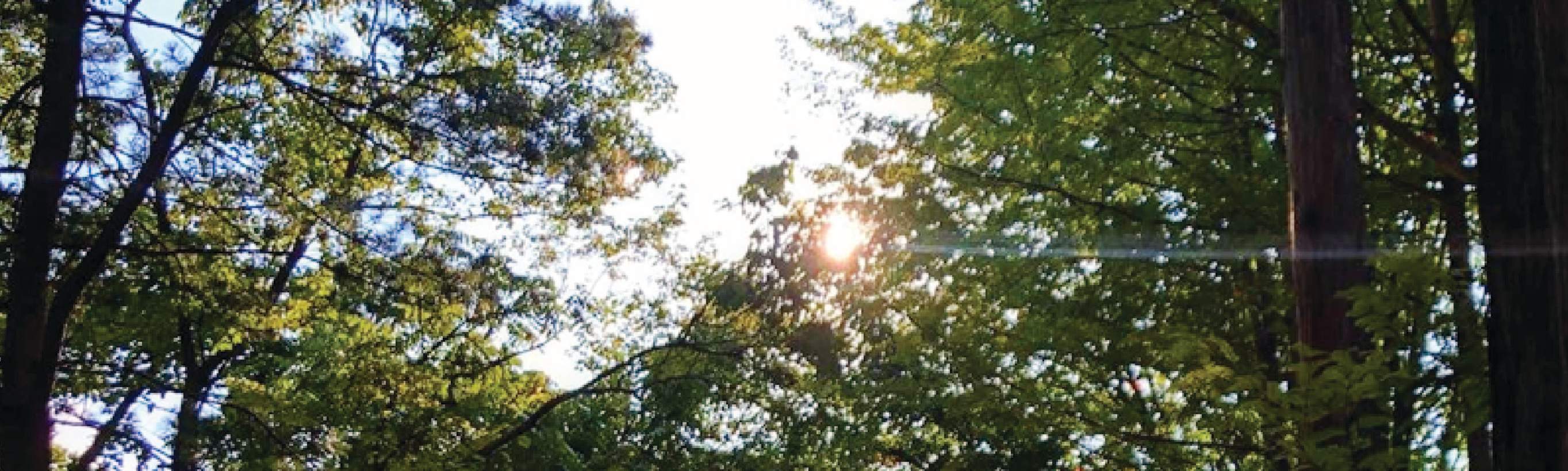 Nami Island & Eobi Ice Valley & Panorama Field & Morning Calm Tour - Klook