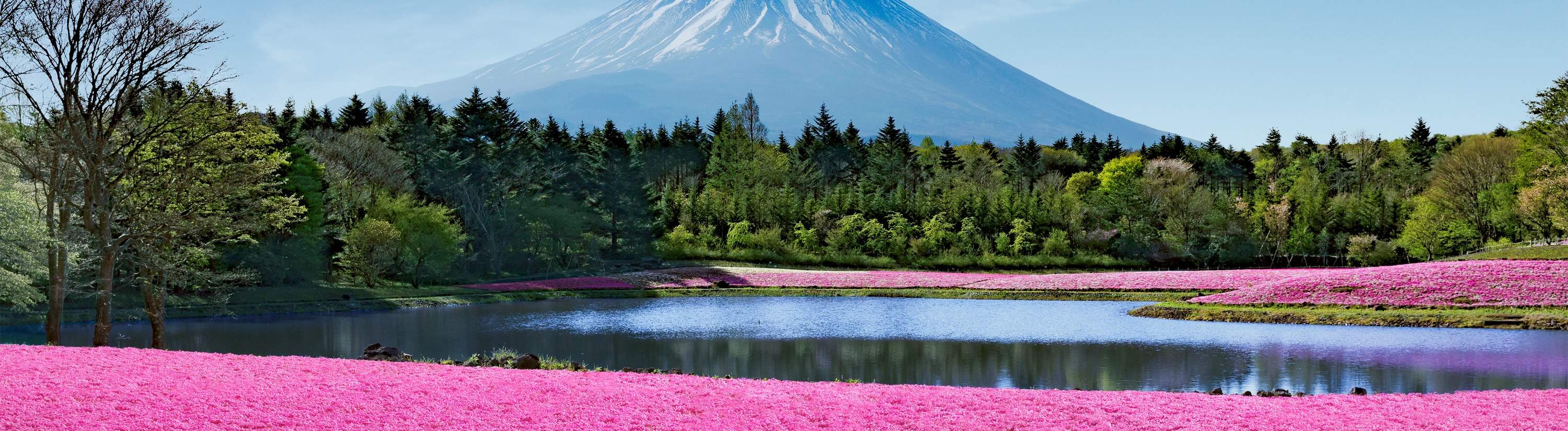 Fuji Shibasakura Festival + Direct Access Bus Ticket - Klook