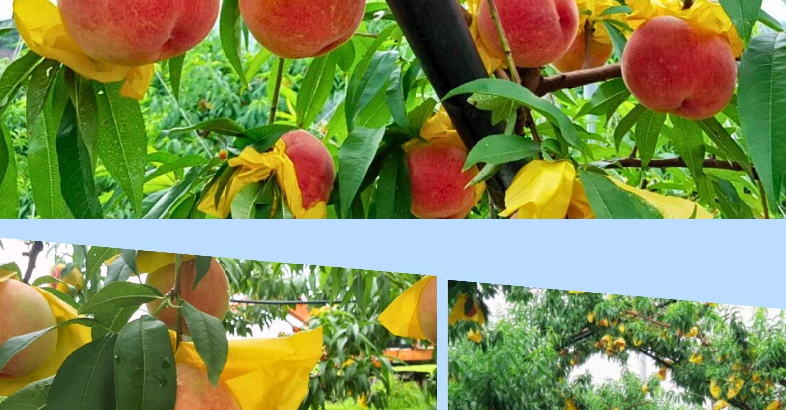 Alpaca Pasture, Strawberry Picking, and Sledding Day Trip from Seoul ...