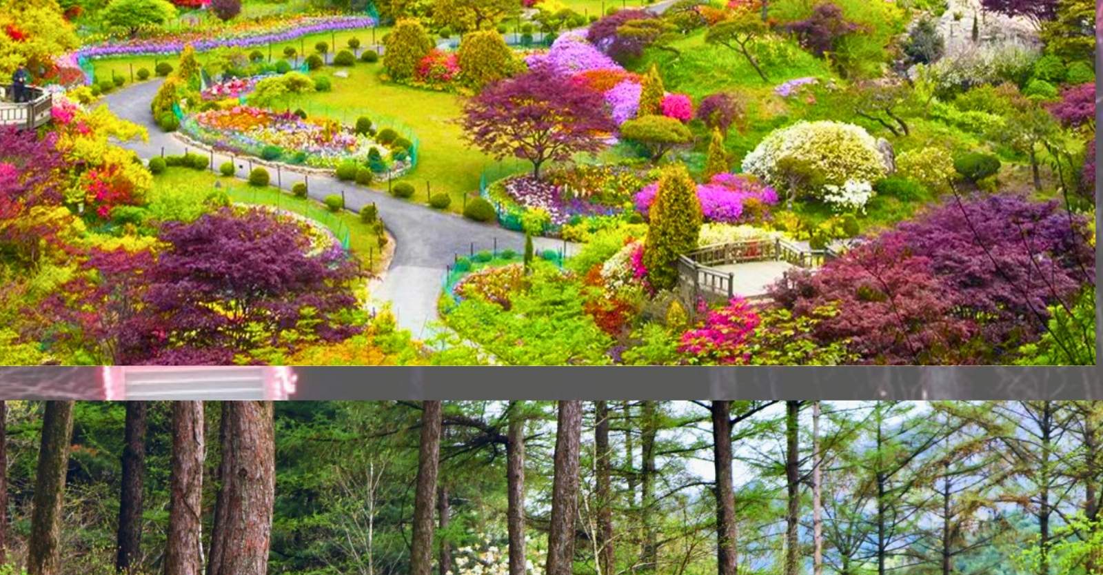 Nami Island and Garden of Morning Calm Lighting Festival Tour - Klook