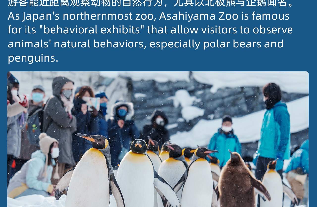 Hokkaido Asahiyama Zoo & Biei One Day Tour丨Chinese/English Bilingual ...