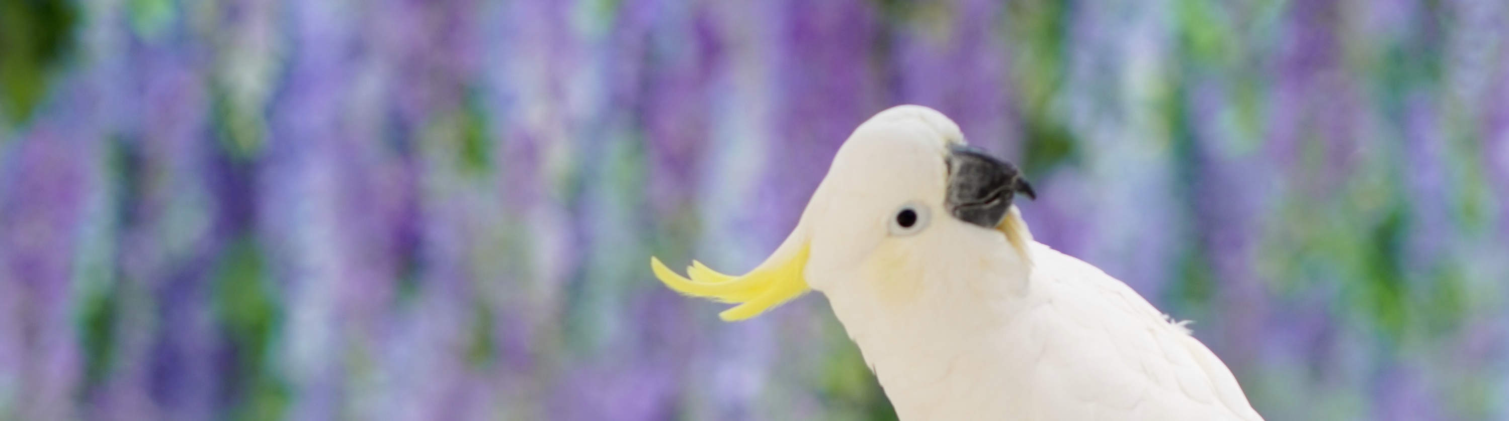 Gyeonggi Begonia Bird Park Ticket - Klook