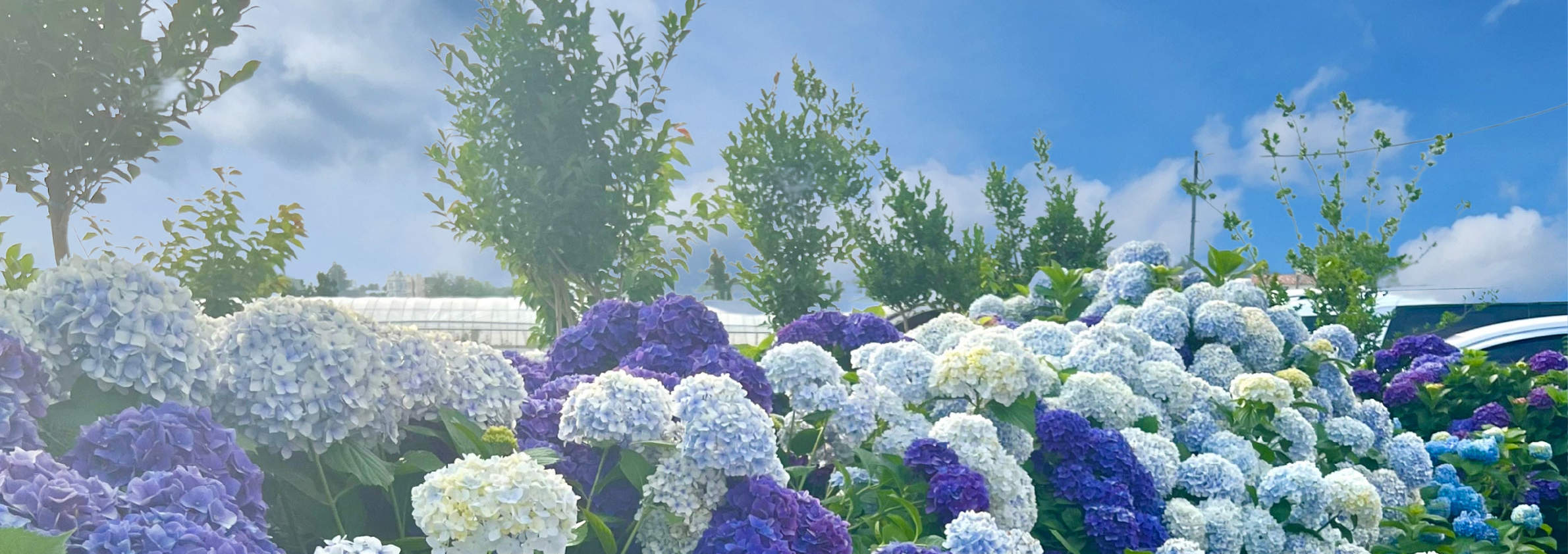 JEJU Cherry Blossom Day-Tour - Klook Singapore