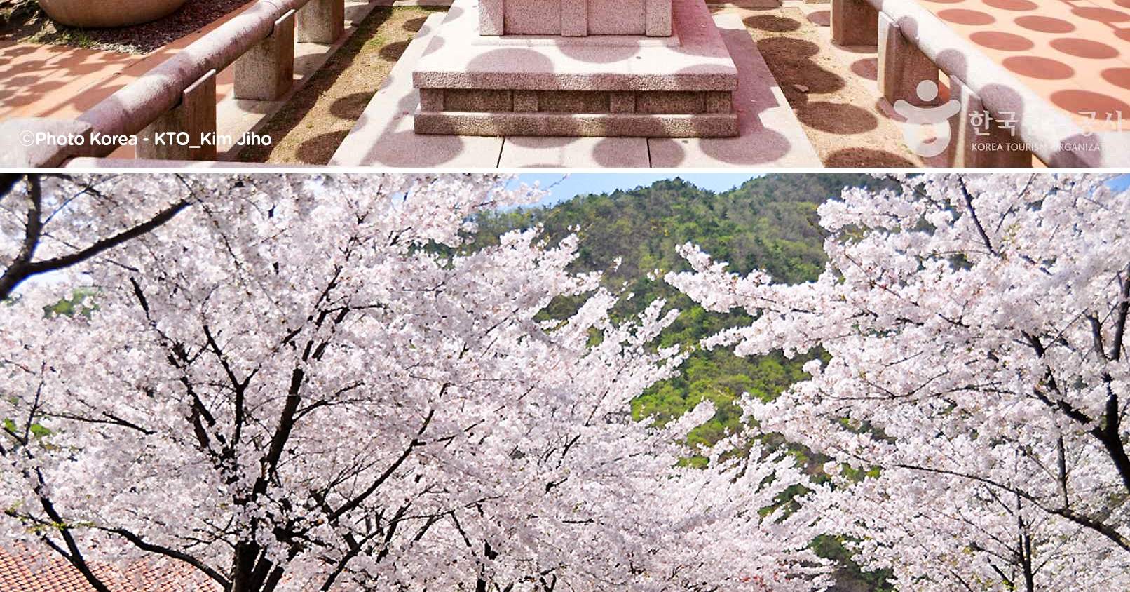 Korea Cherry Blossom Tour from Seoul - Klook Singapore