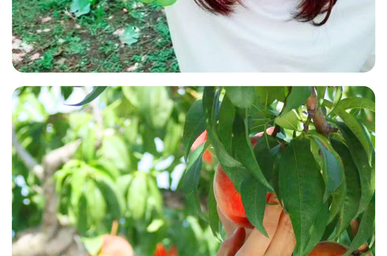 Mount Fuji Fruit Picking & Popular Sightseeing Train Day Trip | Mount ...