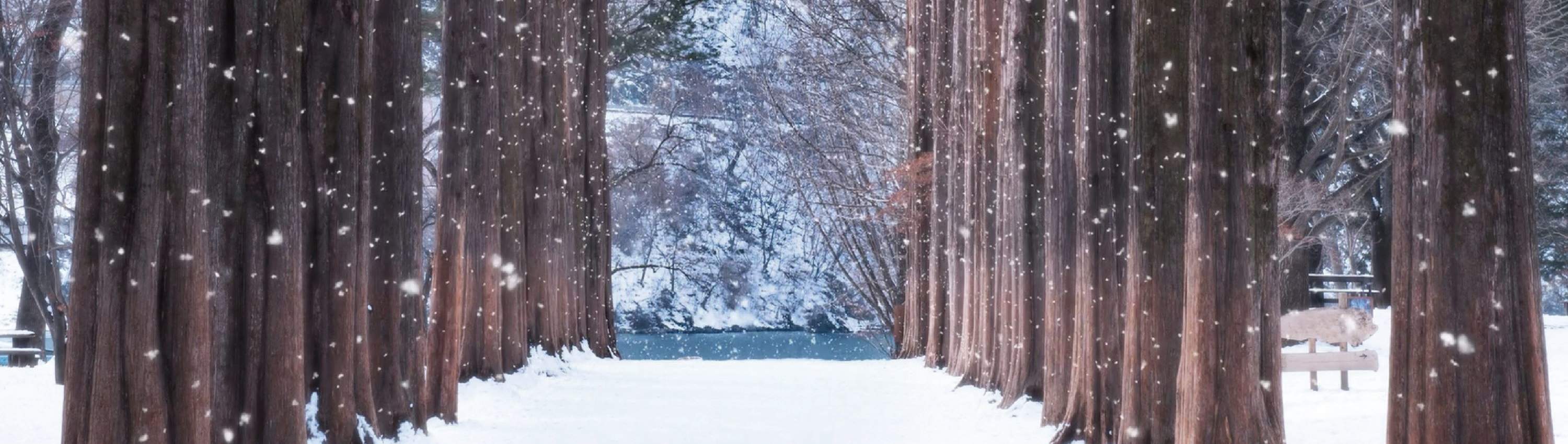 Nami Island & Eobi Ice Valley & Panorama Field & Morning Calm Tour - Klook