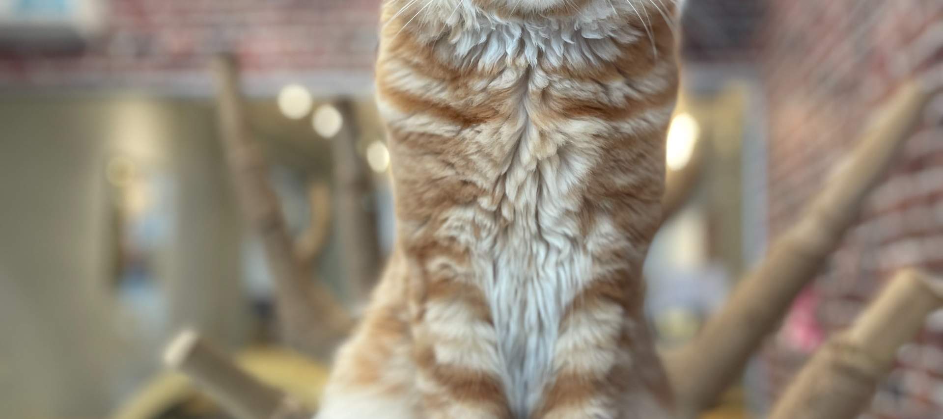Chucky Cat Cafe in Johor Bahru, Malaysia - Klook Singapore