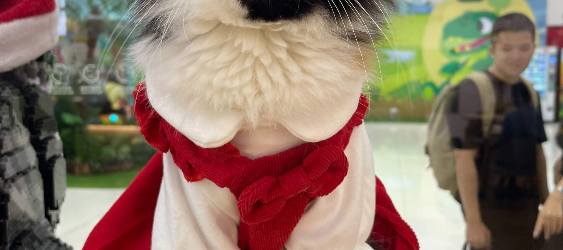 Chucky Cat Cafe in Johor Bahru, Malaysia - Klook Singapore