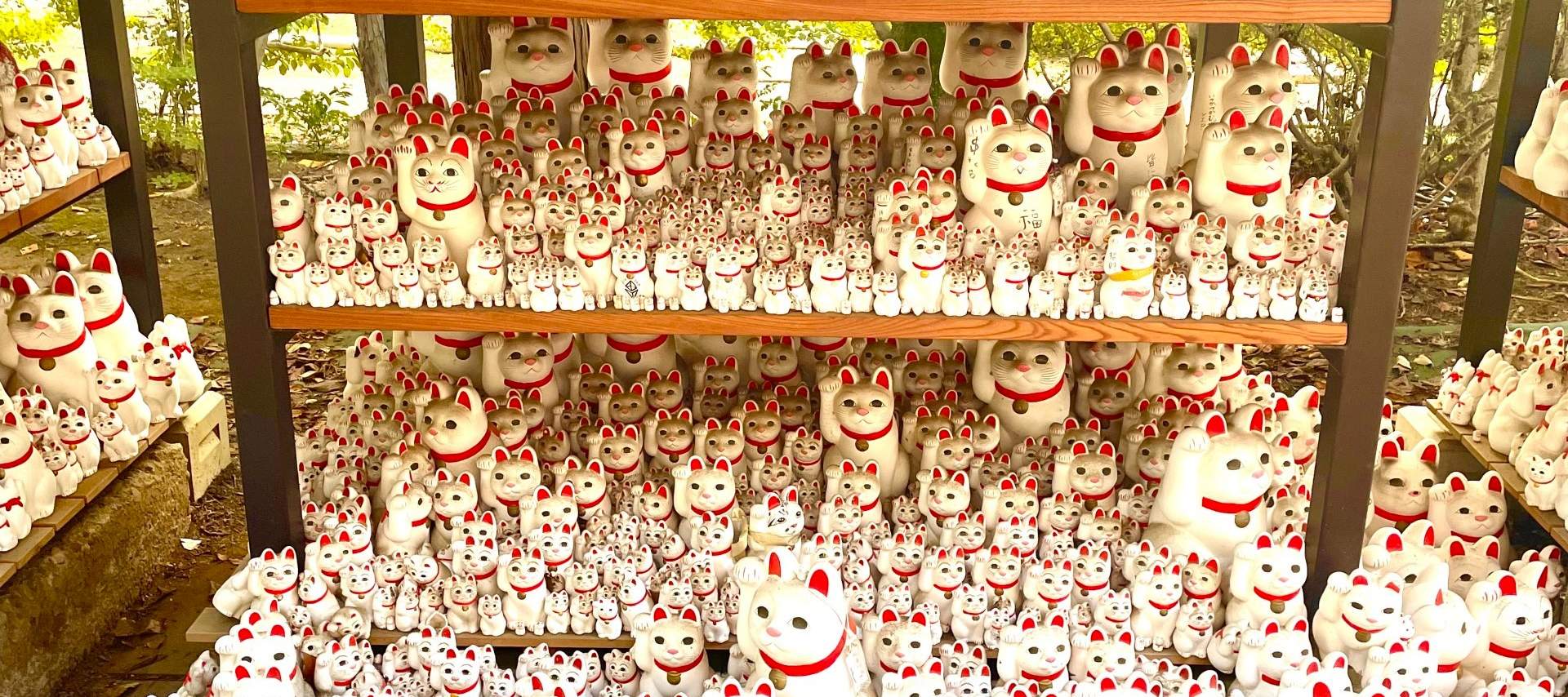 Cherry Blossom & Gotokuji Cat Temple, Shinjuku Cat Cafe, 3D Cat Tour ...