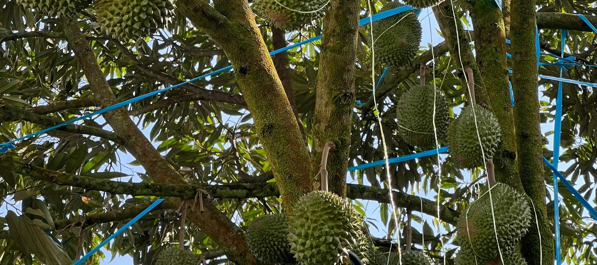 Genting Day Tour with Batu Caves, Berjaya Hill & Durian Tasting - Klook ...