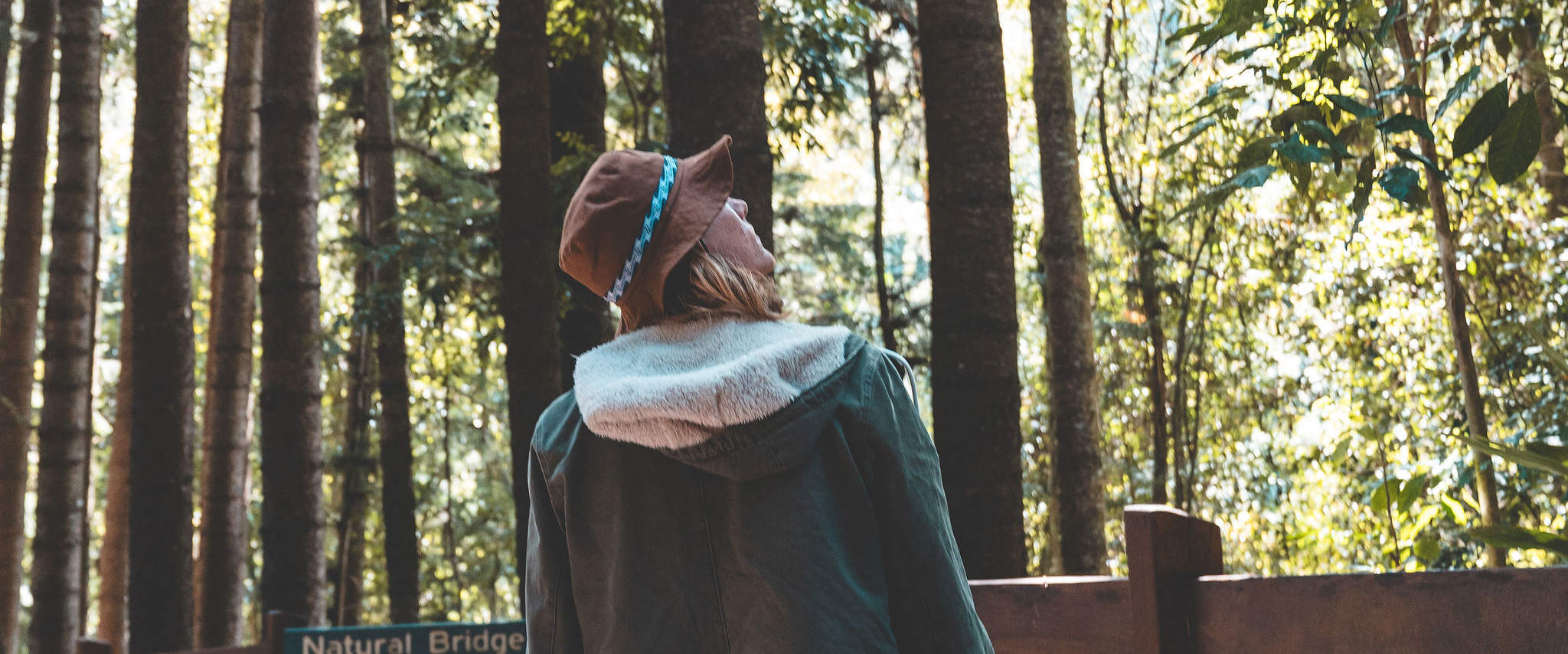 Springbrook & Tamborine Rainforest Tour - Klook