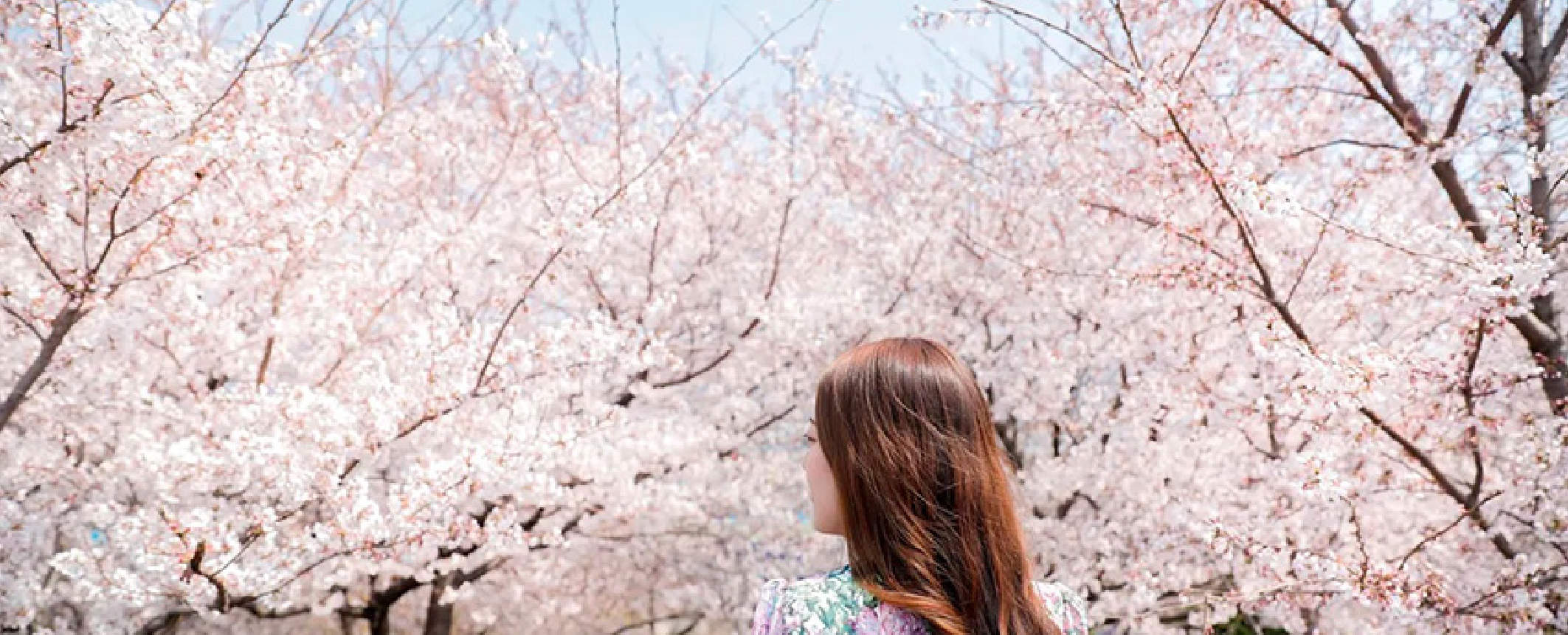Cherry Blossom Blindbox Day Tour dari Seoul & Busan - Klook Amerika Syarikat
