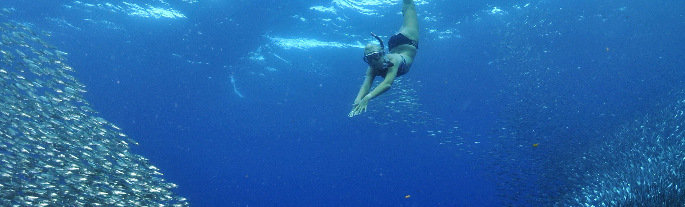 Spectacular Sardine Run Boat Dive with PADI 5 Star Dive Resort | Dive ...