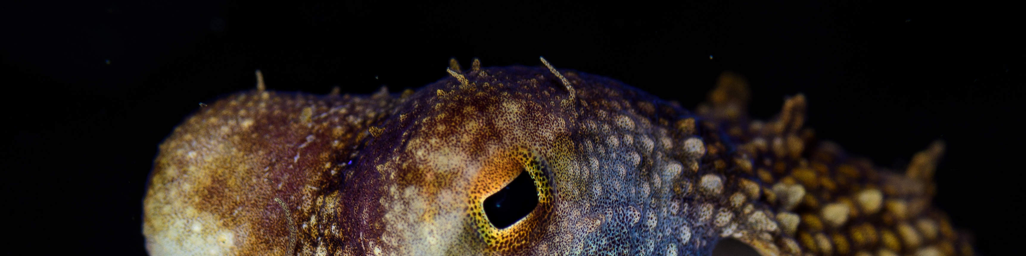 Penyelam Perairan Terbuka PADI di Lombok | CDC Bintang 5 PADI - Klook Indonesia