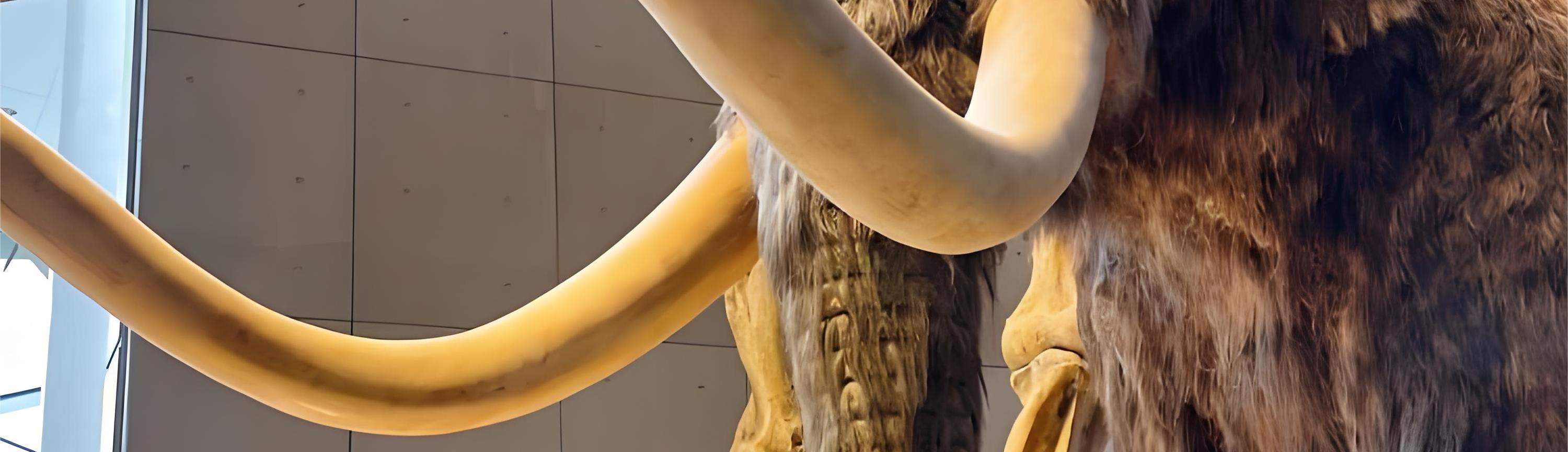 Half-Day Tour of Shanghai Natural History Museum (2-Hour In-Depth ...