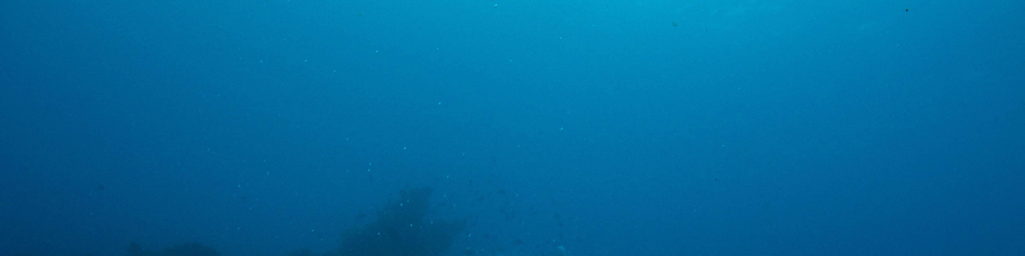 Penyelam Perairan Terbuka PADI di Bali | Resor Selam Bintang 5 PADI - Klook Indonesia