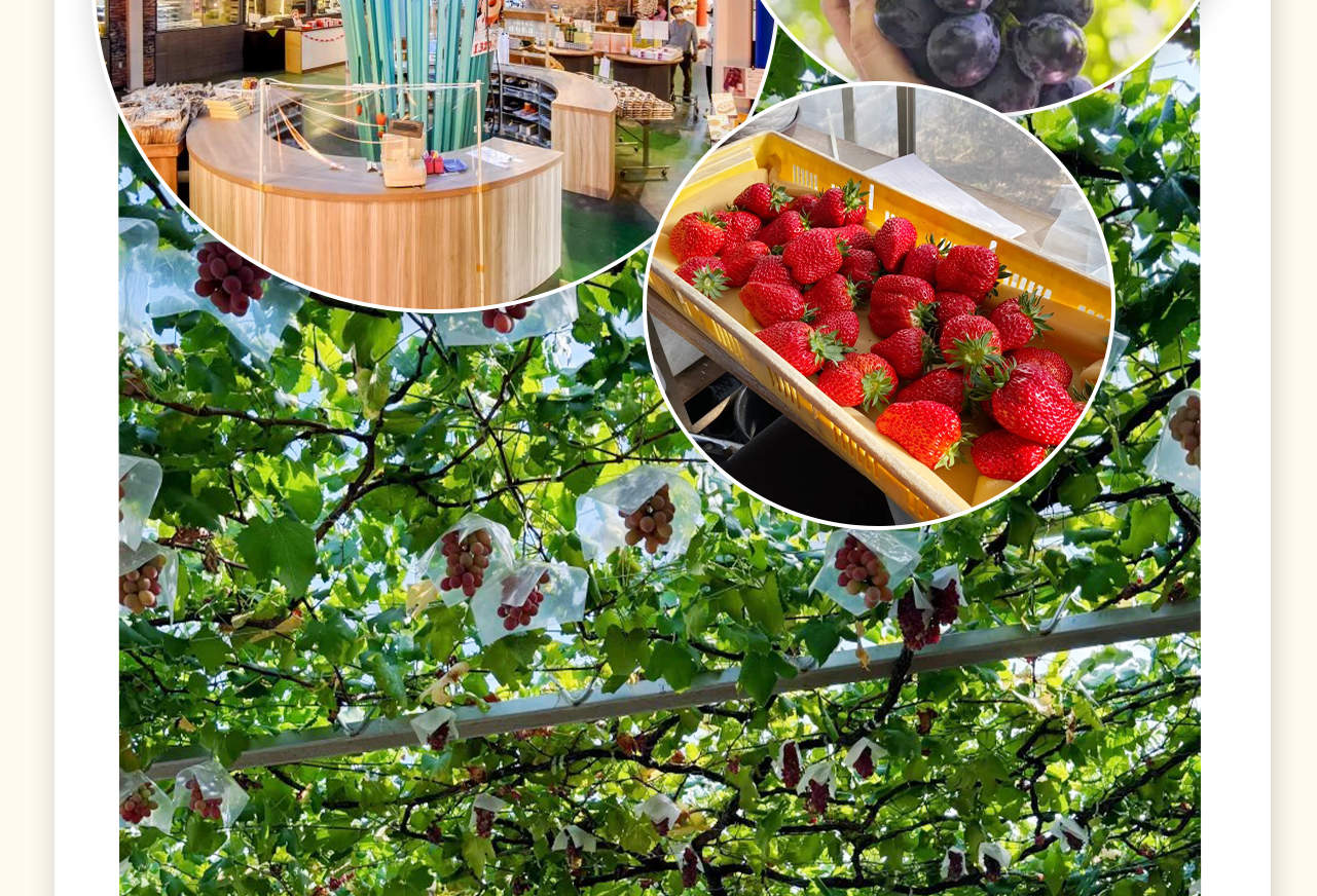 Mount Fuji, Lake Kawaguchi sightseeing train, fruit picking, and Oishi ...