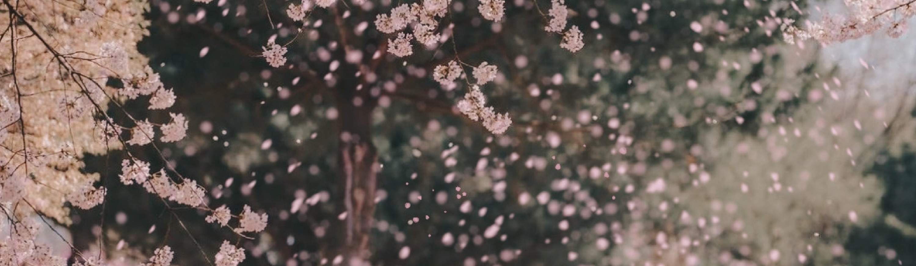 Cherry Blossom Suwon Hwaseong Fortress Tour from Seoul - Klook