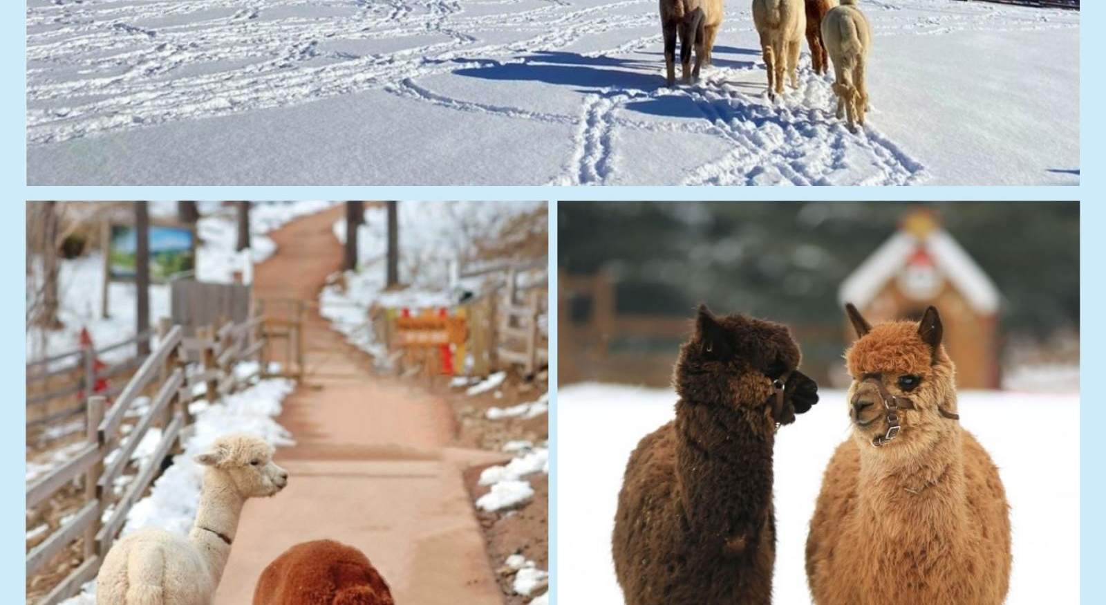 Vivaldi Snowyland & Nami & Alpaca & Strawberry Day Tour from Seoul ...