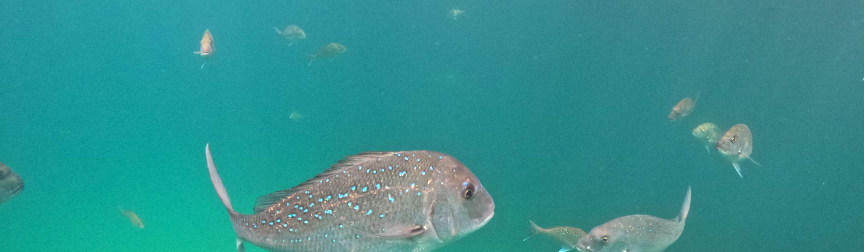 Cathedral Cove, Coast & Cave Tour - Mercury Bay Discoveries - Klook ...